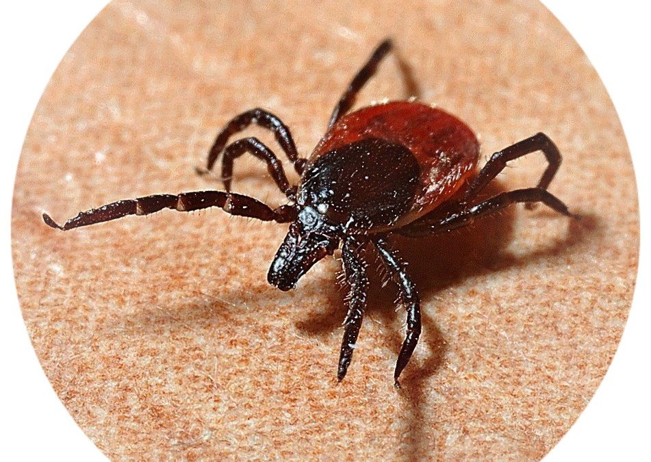 pests | Kenmore Pest Control