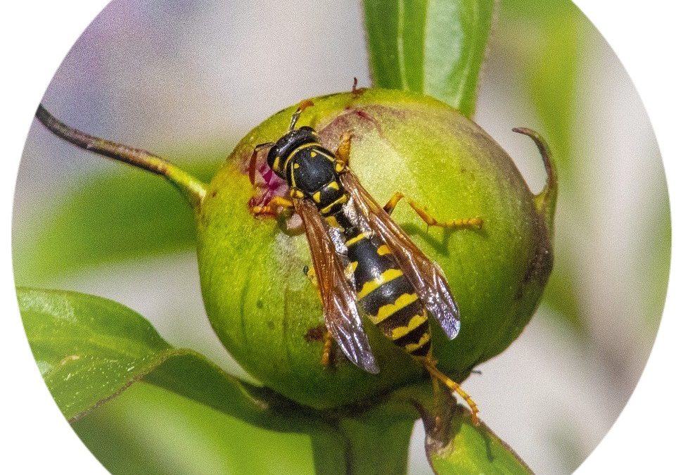 pests | Kenmore Pest Control